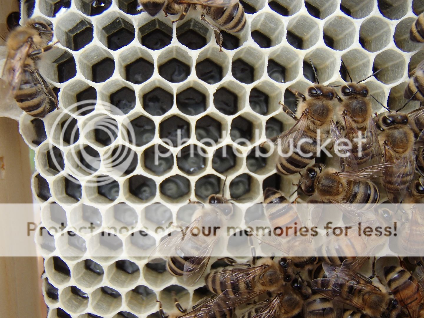 Products like Mann Lake Ultra bee. | Beesource Beekeeping Forums